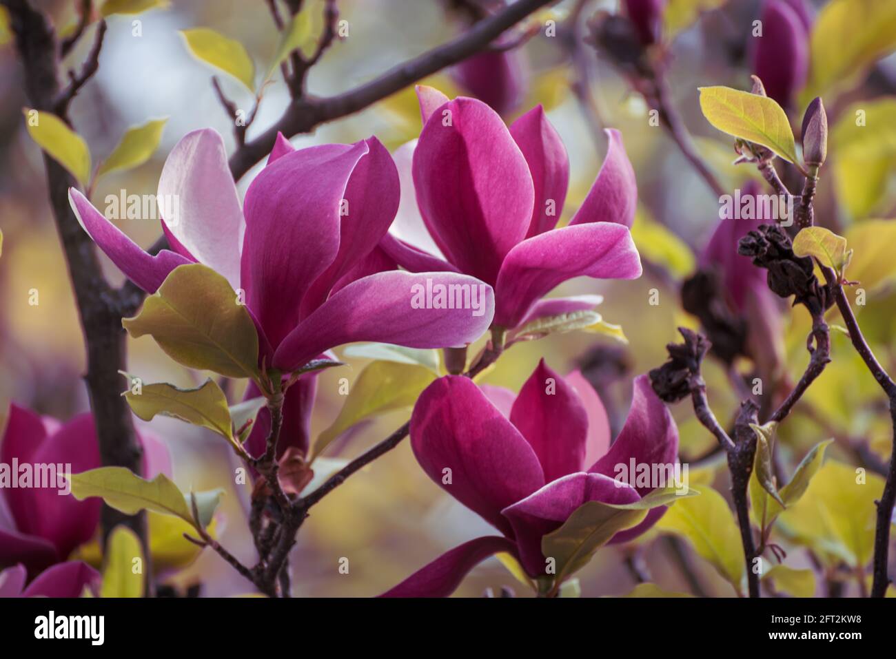 Magnolia spring flowers Stock Photo - Alamy