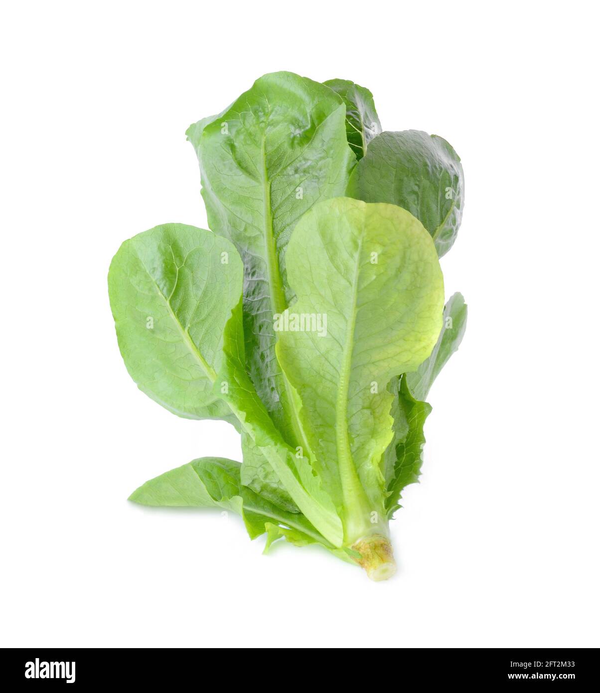 Fresh baby cos lettuce Cut Out Stock Images & Pictures - Alamy