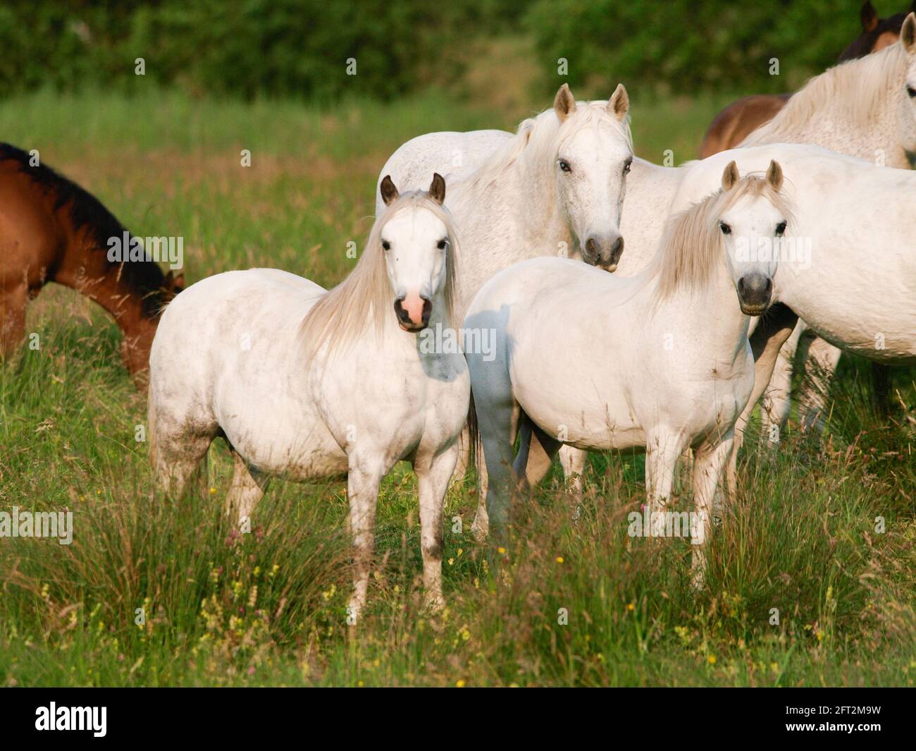 Native mountain ponies hi-res stock photography and images - Alamy