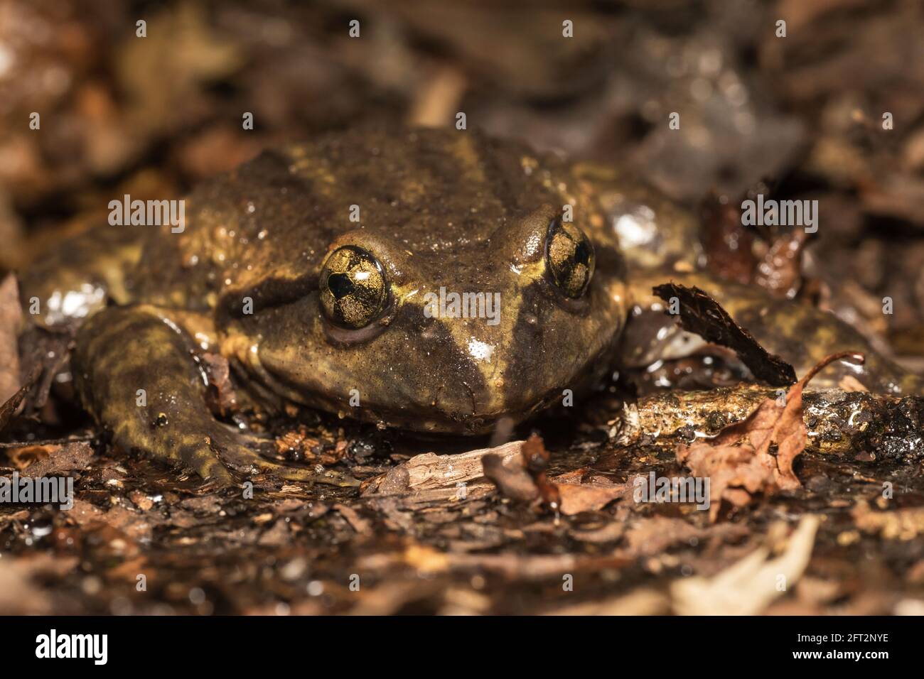 Paa and (frog or toad) hi-res stock photography and images - Alamy