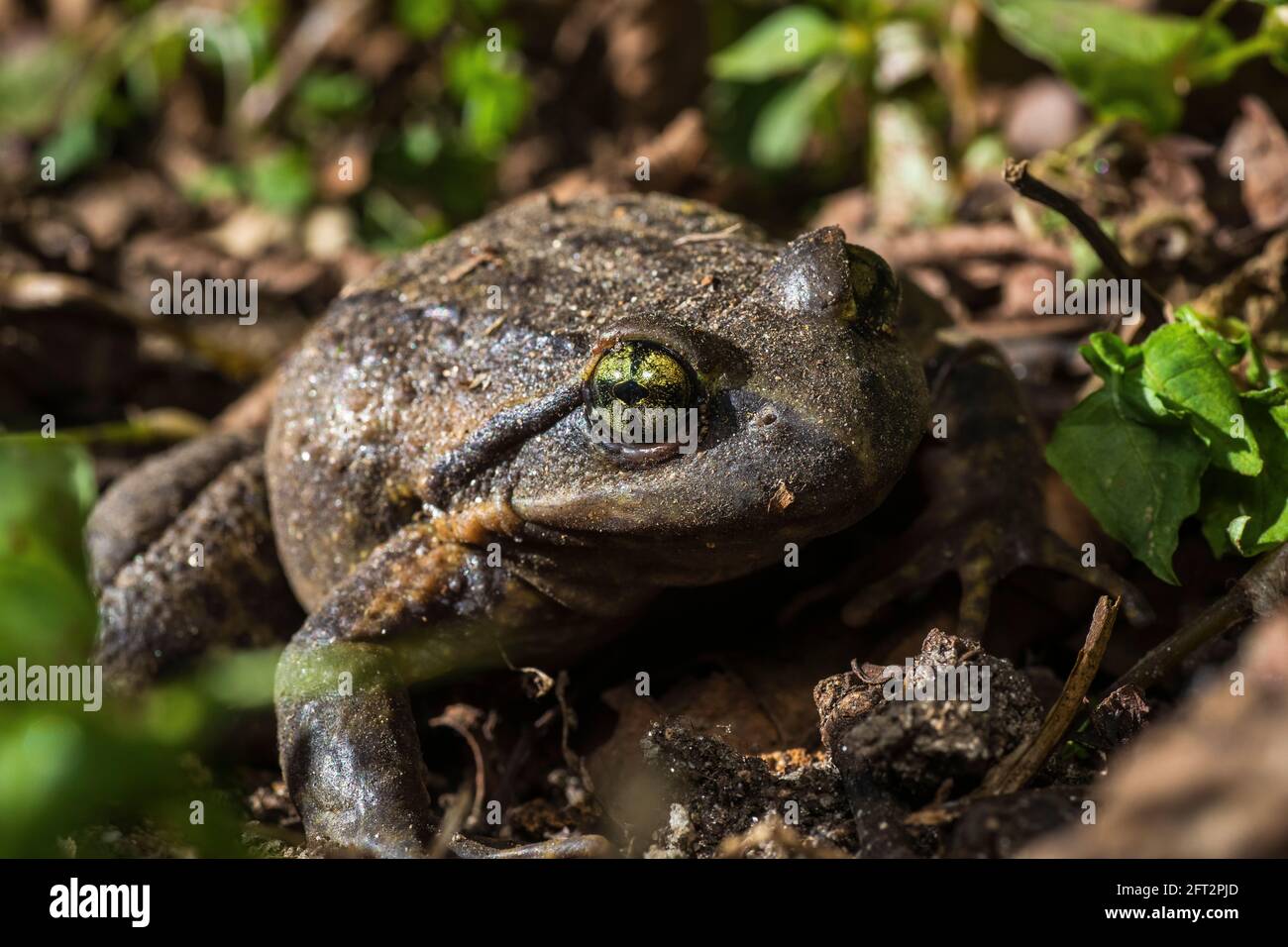 Sikkim Paa Frog, Nanorana liebigii, Sikkim, India Stock Photo - Alamy