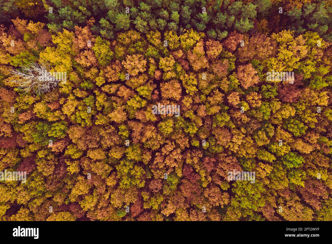 Mixed forest with yellow leaves in autumn from above hi-res stock ...