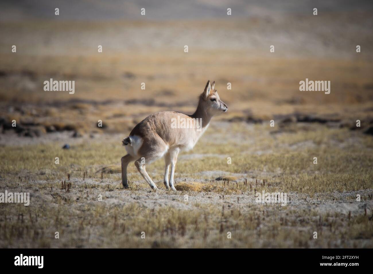 Tibetan Gazelle, Procapra picticaudata, Gurudonmar, Sikkim, India Stock ...
