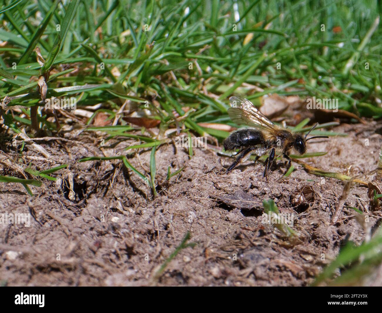 Chocolate mining bee (Andrena scotica) emerging from her nest burrow in ...