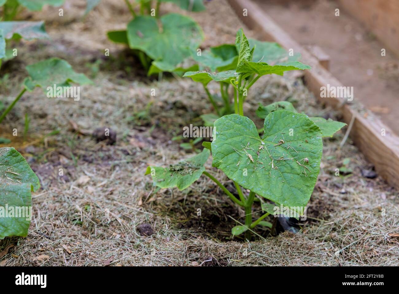 Spring seedlings with cultivation of cucumbers in greenhouse Stock ...