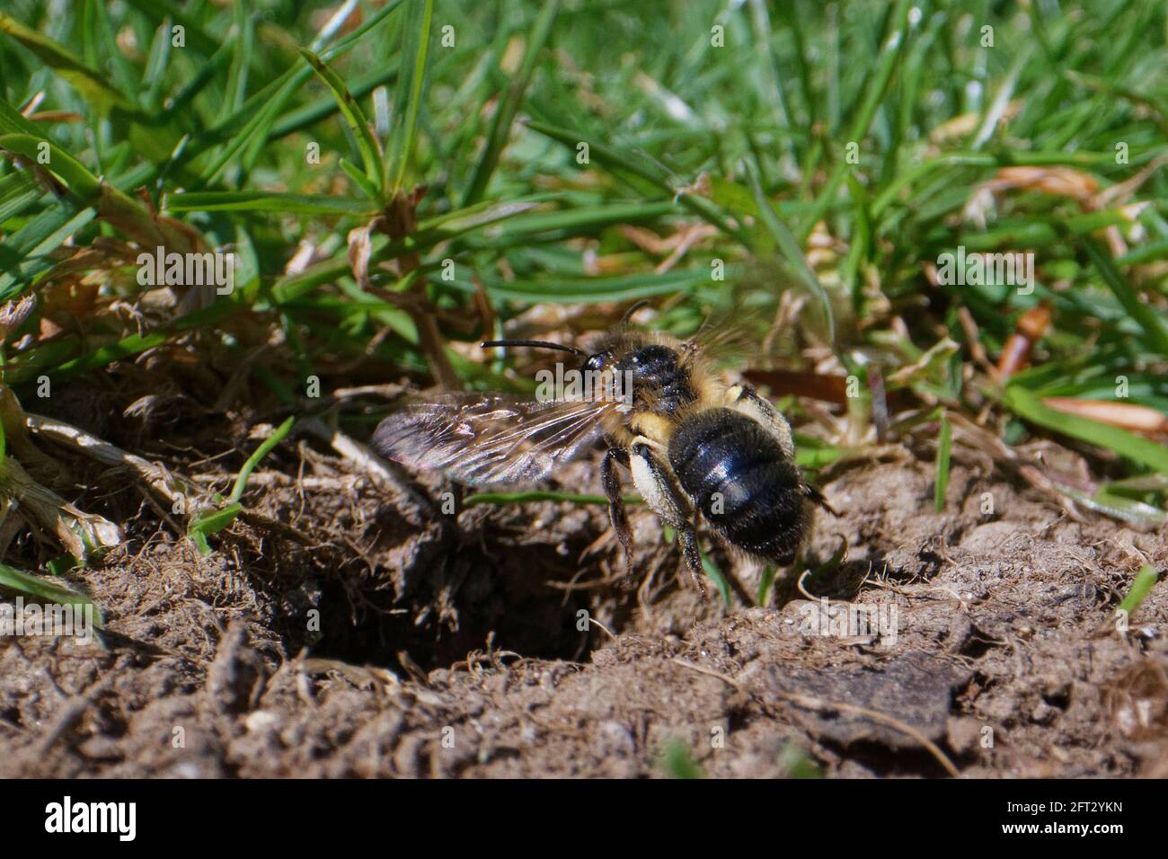 Chocolate mining bee (Andrena scotica) female flying to her nest burrow ...