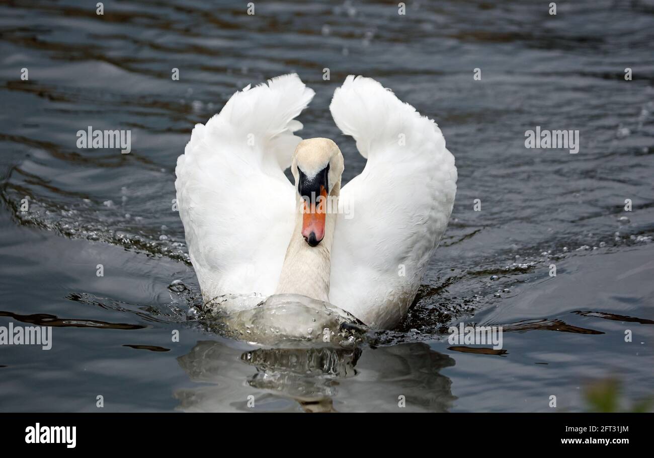 Swan images hi-res stock photography and images - Alamy