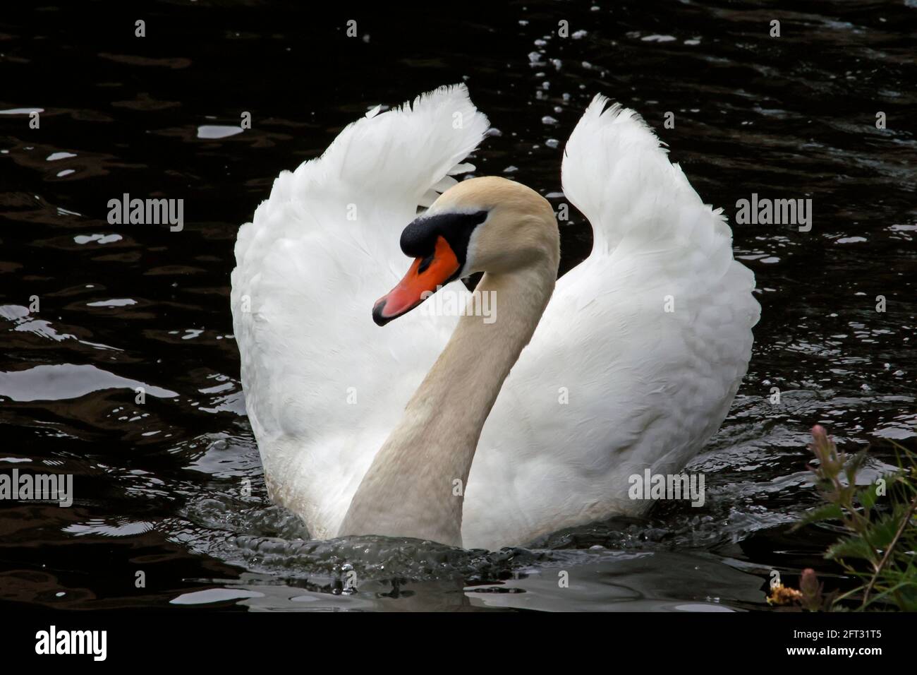 Male swan hi-res stock photography and images - Alamy