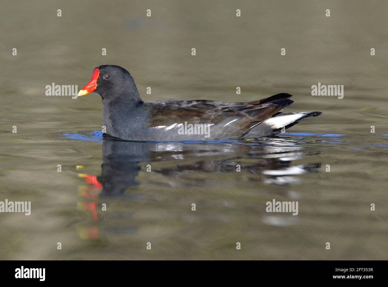 Moorhen - Gallinula chloropus Stock Photo - Alamy
