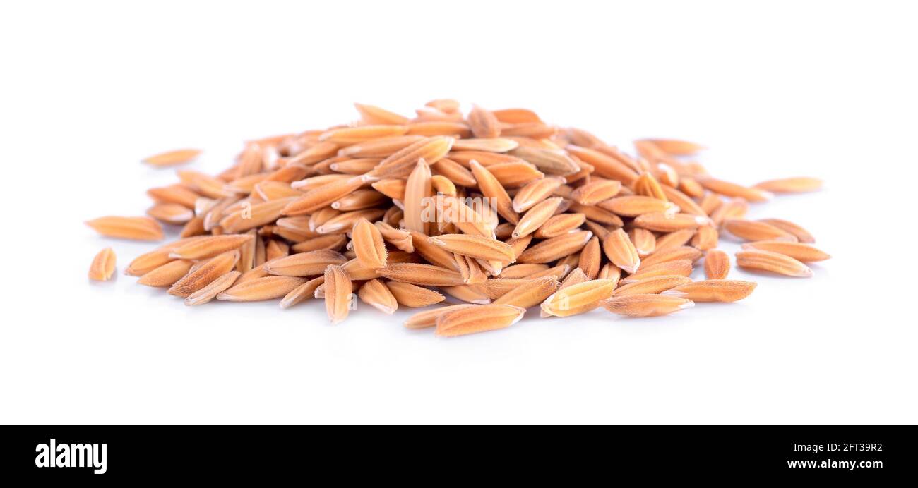 rice plant on white background Stock Photo - Alamy