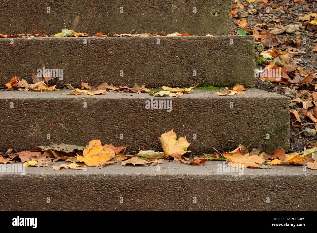autumn leaves on stone stairs Stock Photo - Alamy