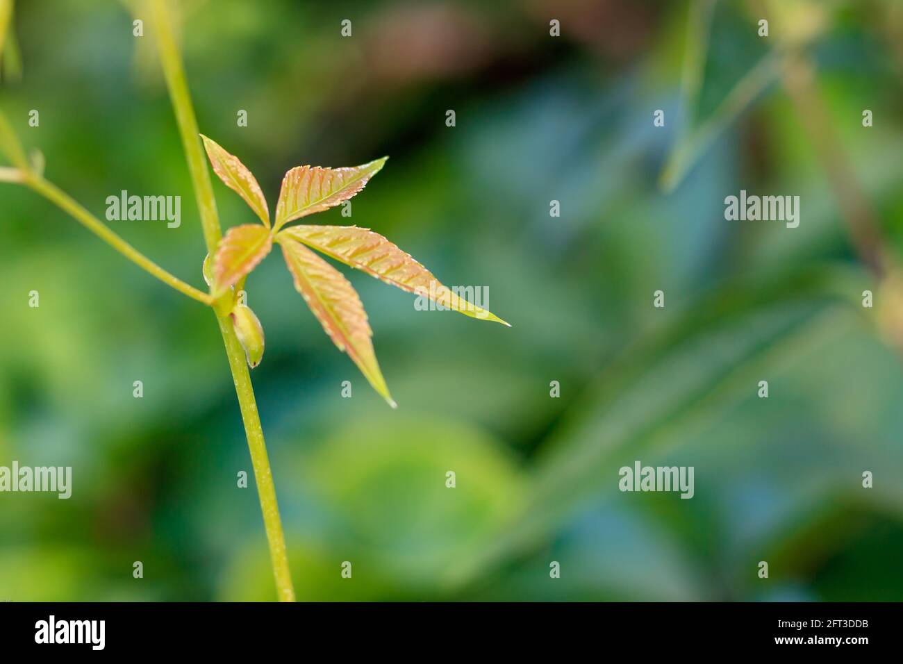 Close-up of a young vine leaf sprouting on a blurred green background ...
