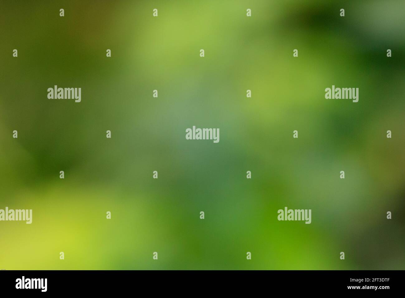 Abstract Soft Focus Green Background – Natural Blurred Foliage Stock ...