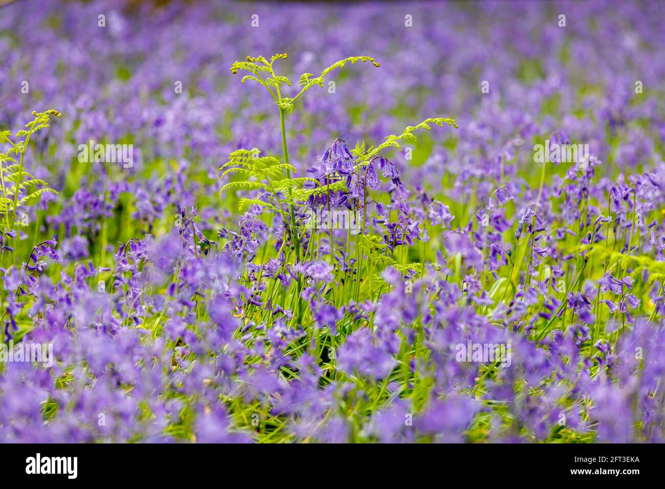 Bluebell flowers ferns hi-res stock photography and images - Alamy