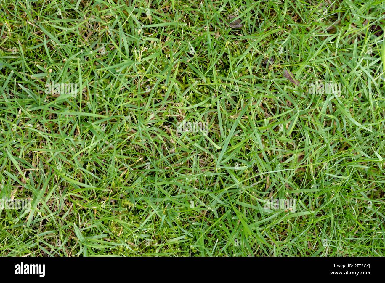 green grass texture background, close up and full frame Stock Photo - Alamy