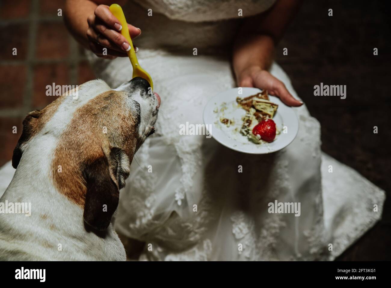 Closeup shot of a bride feeding a cute dog on her wedding Stock Photo ...