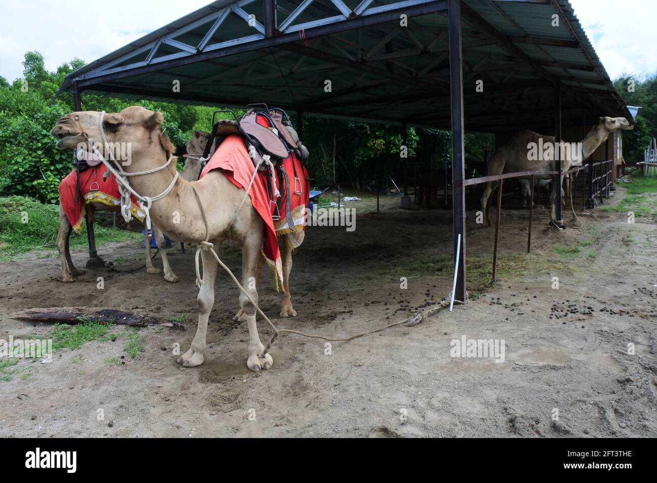 Camel shelter hi-res stock photography and images - Alamy