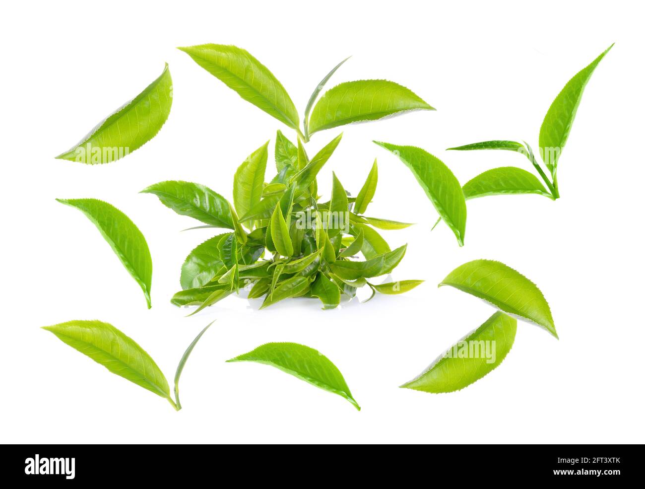 Green tea leaf collection isolated on white background Stock Photo - Alamy