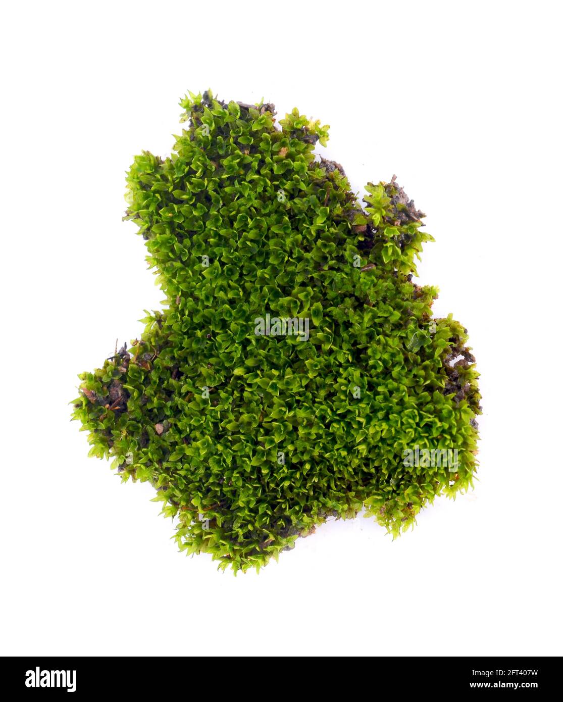 Moss isolated on white background Stock Photo - Alamy