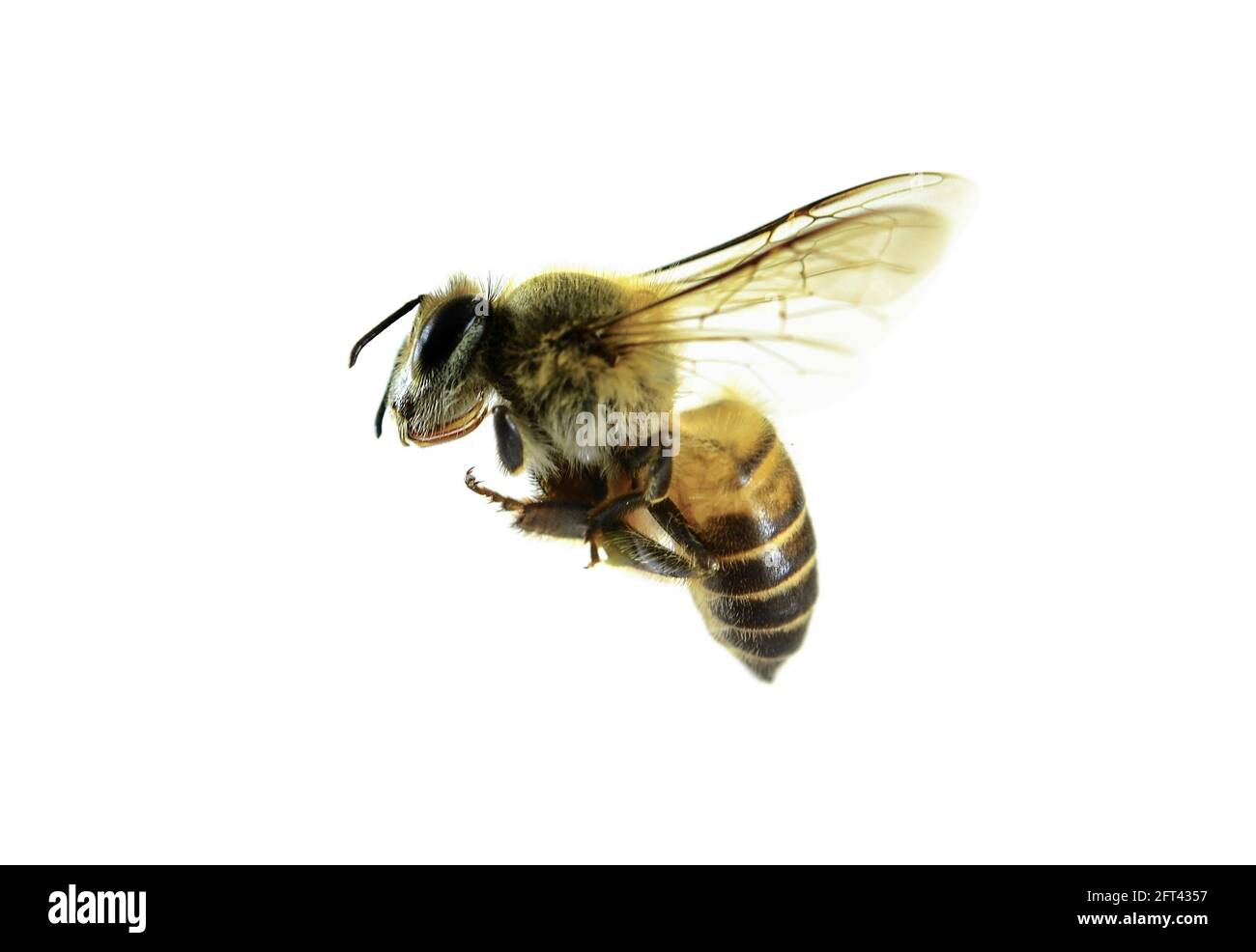 Bee isolated on white background Stock Photo - Alamy