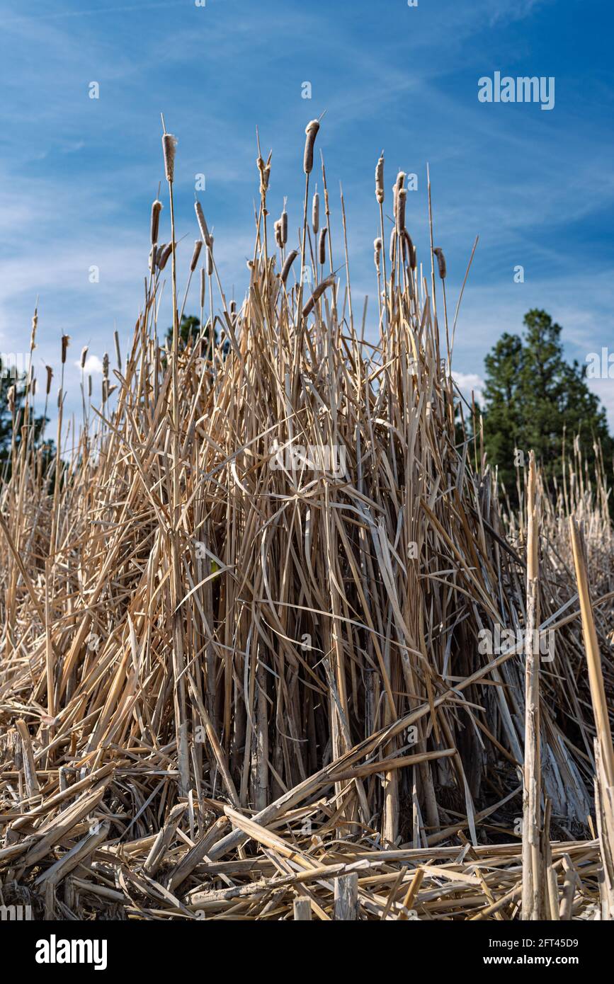 A thick stand of dried cattails in the wetland at Echo Canyon Reservoir ...