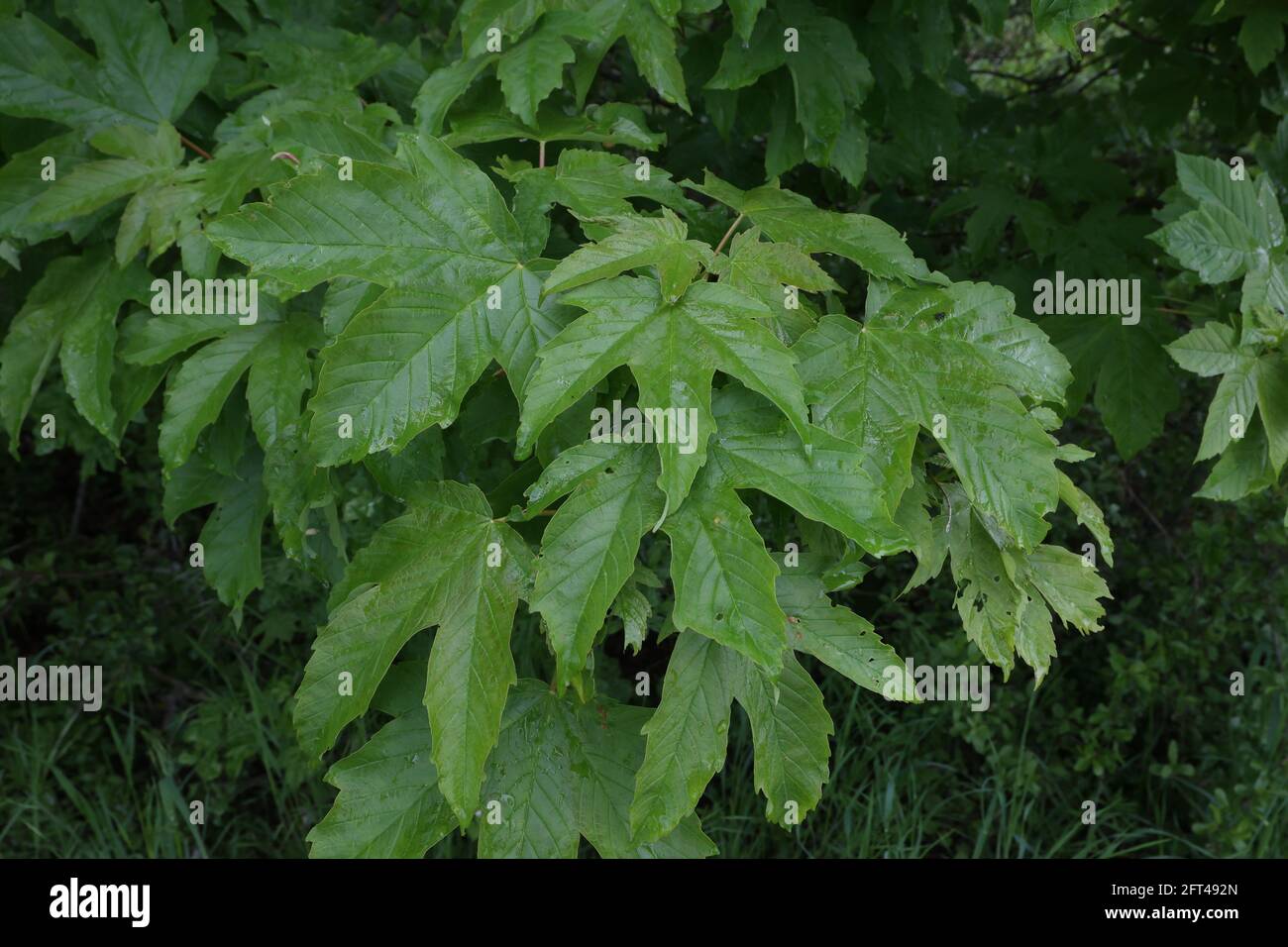 Dust drops hi-res stock photography and images - Alamy