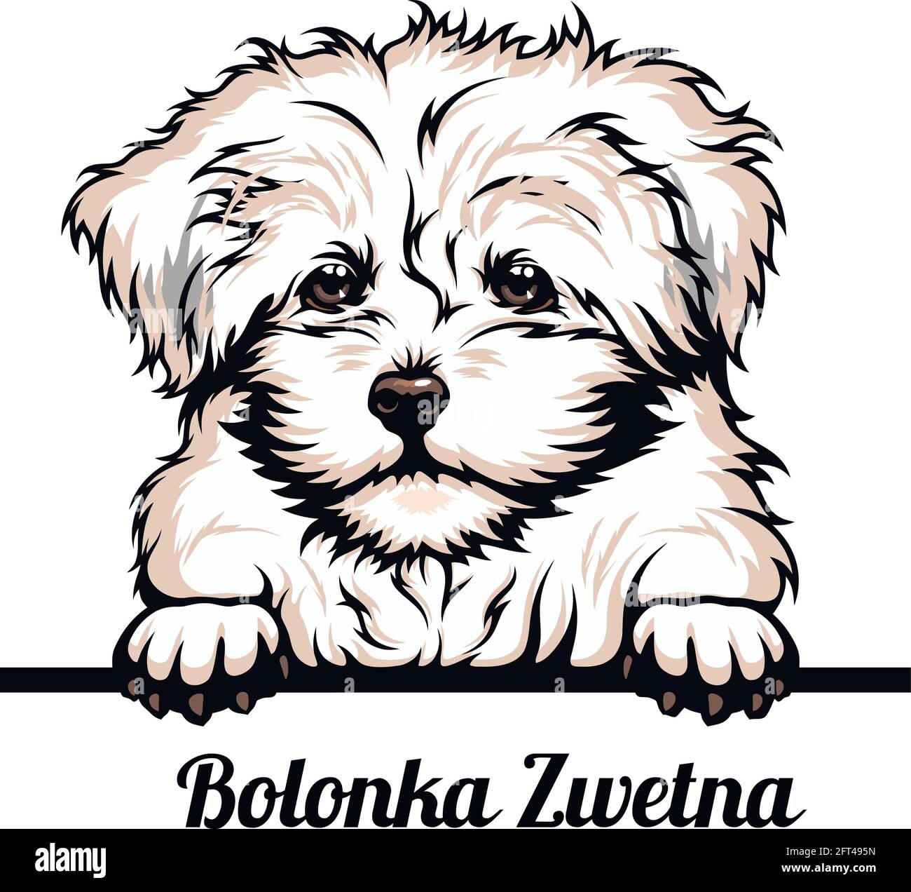 Bolonka Zwetna - dog breed. Color image of a dogs head isolated on a ...