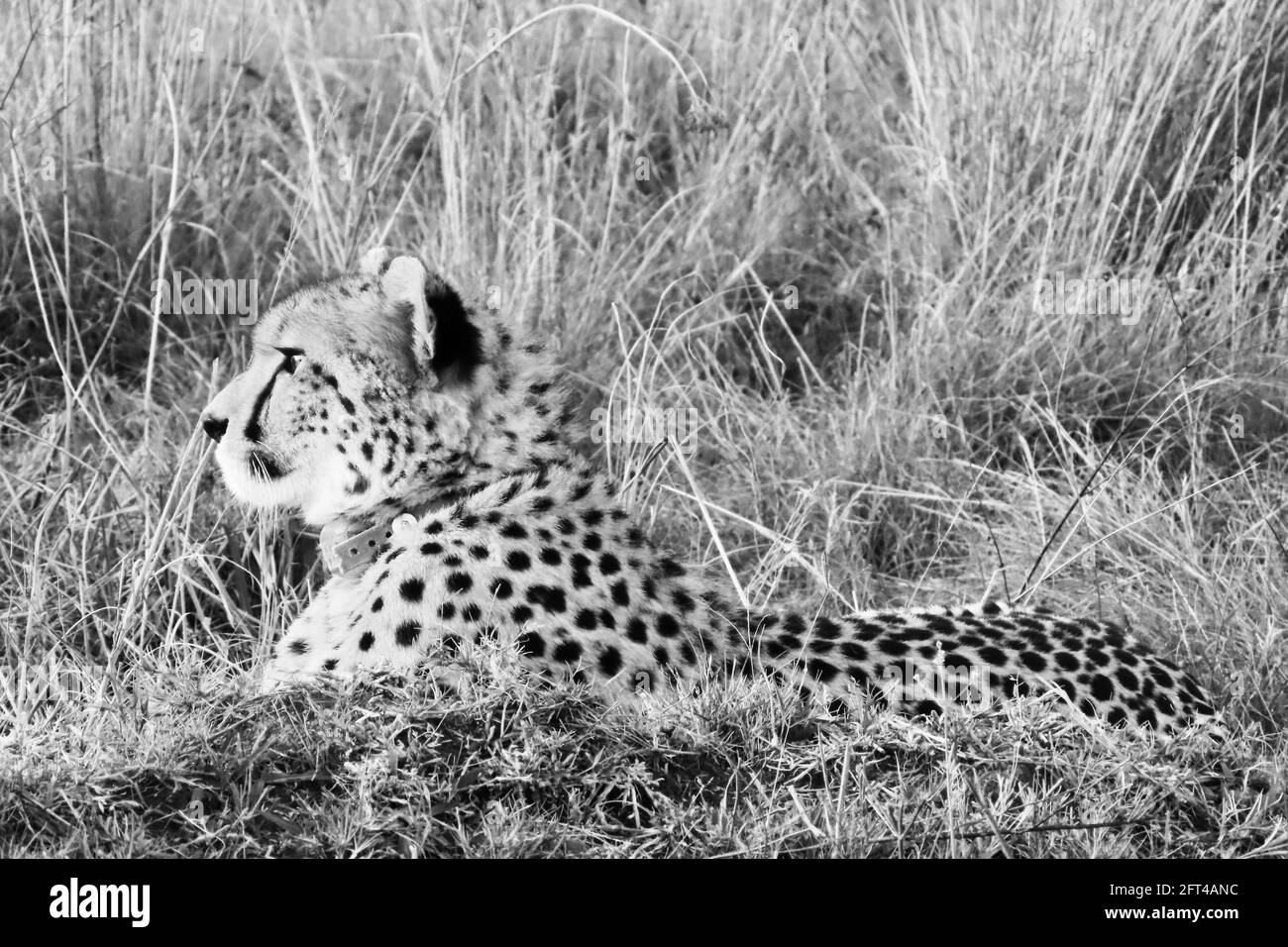Cheetah black and white hi-res stock photography and images - Alamy