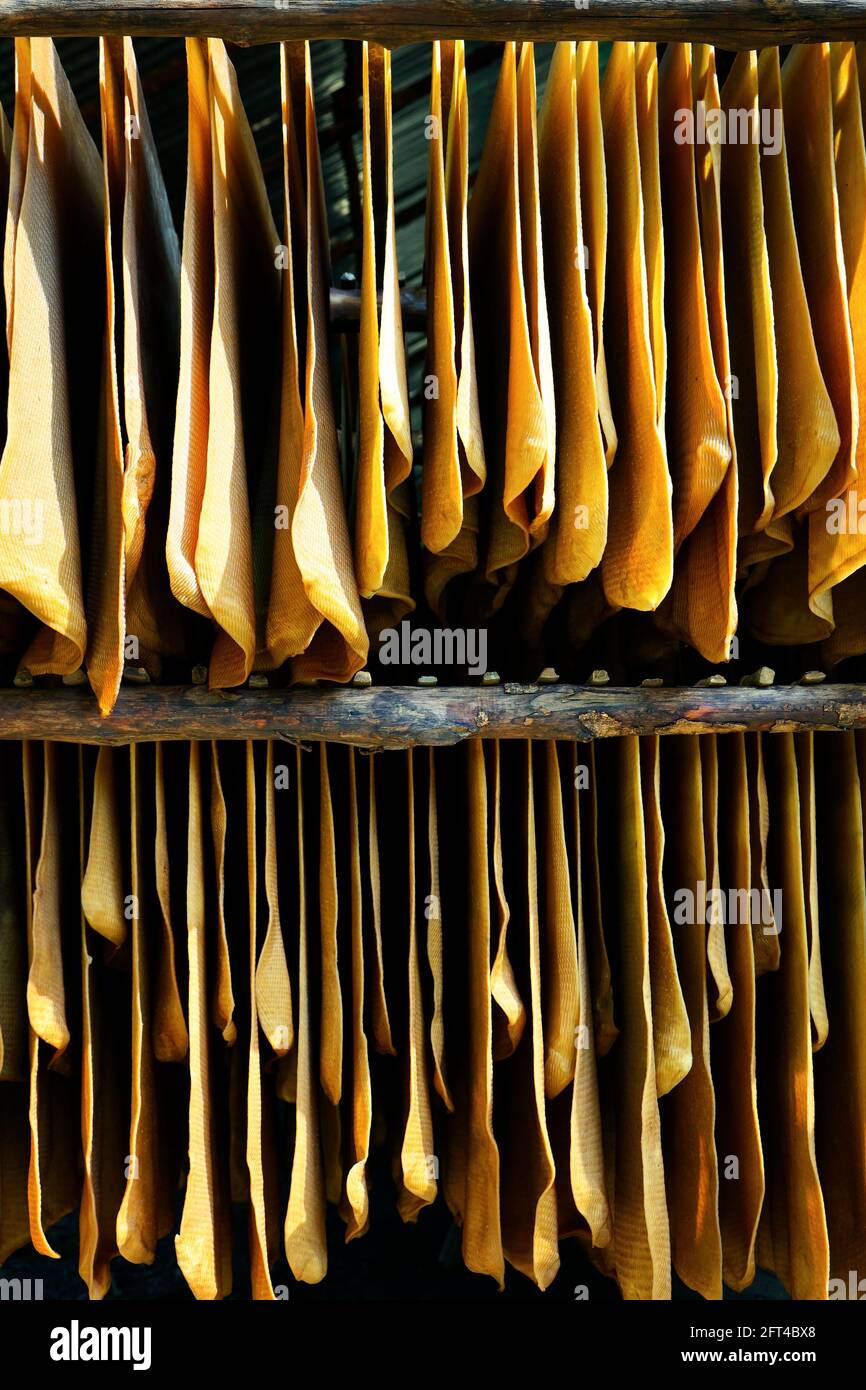 sheet of latex drying ,collected from rubber trees Stock Photo - Alamy