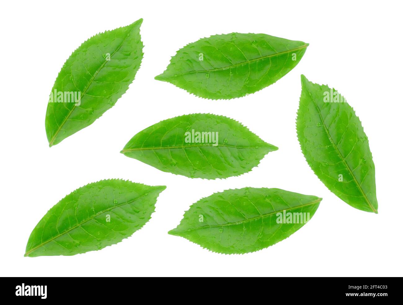 Green tea leaf collection isolated on white background Stock Photo - Alamy