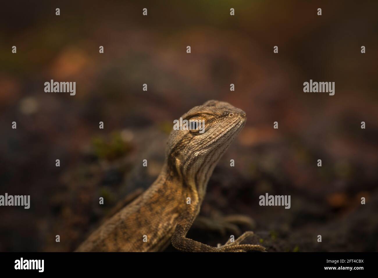 Fan Throated Lizard, juvenile, Sadara superba, Satara, Maharashtra ...