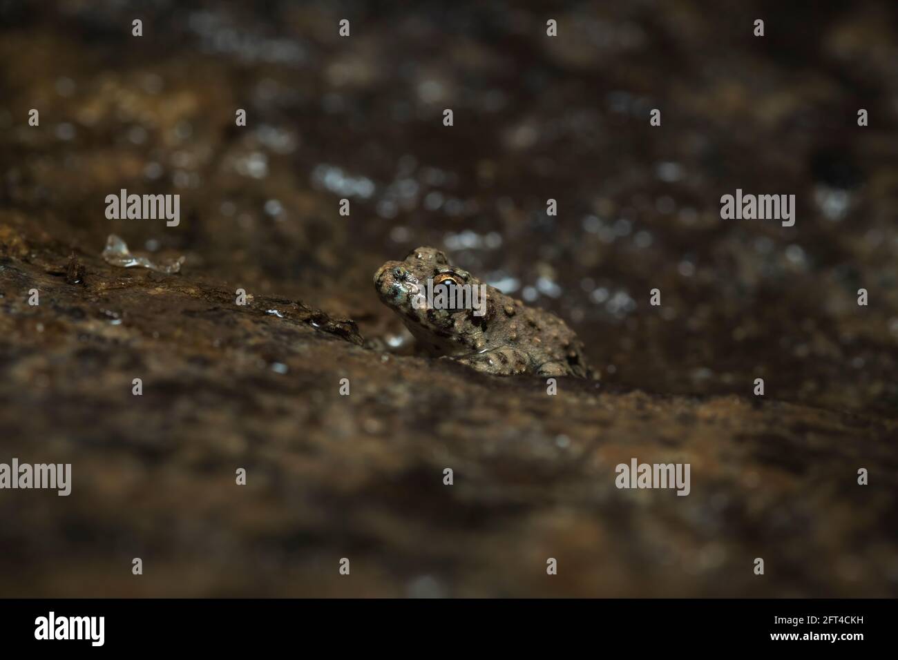 Fejervarya sp., Pune, Maharashtra, India Stock Photo - Alamy