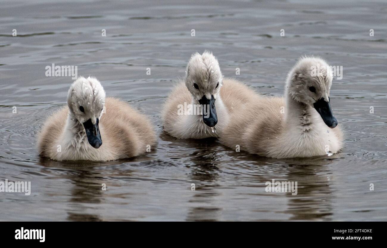 Signets signet swan swans hi-res stock photography and images - Alamy