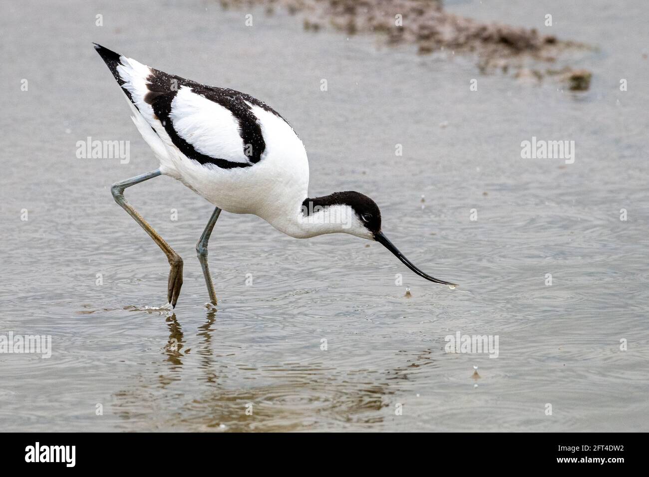 Pied Avocet, (Recurvirostra avosetta) Wading and Feeding Stock Photo ...