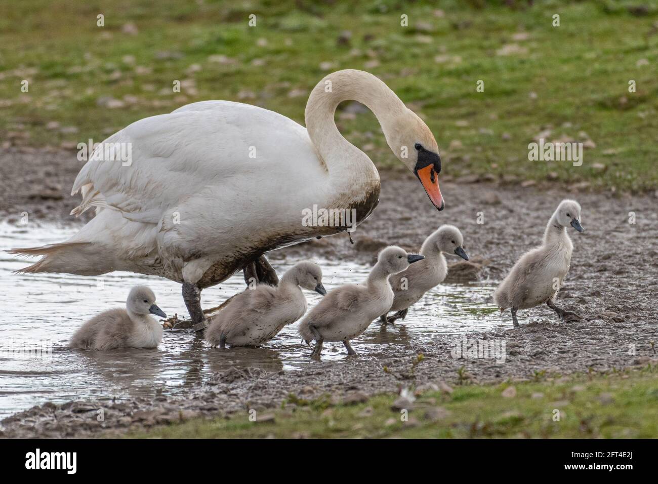 Swan family hi-res stock photography and images - Alamy