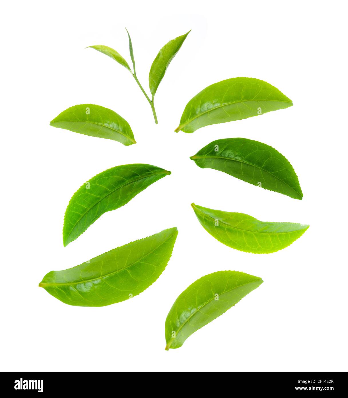 Green tea leaf collection isolated on white background Stock Photo - Alamy