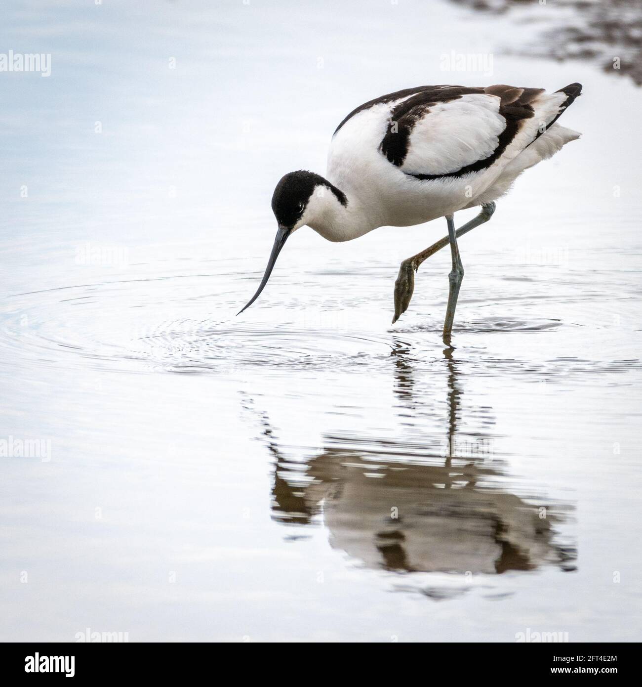 Pied Avocet, (Recurvirostra avosetta) Wading and Feeding Stock Photo ...