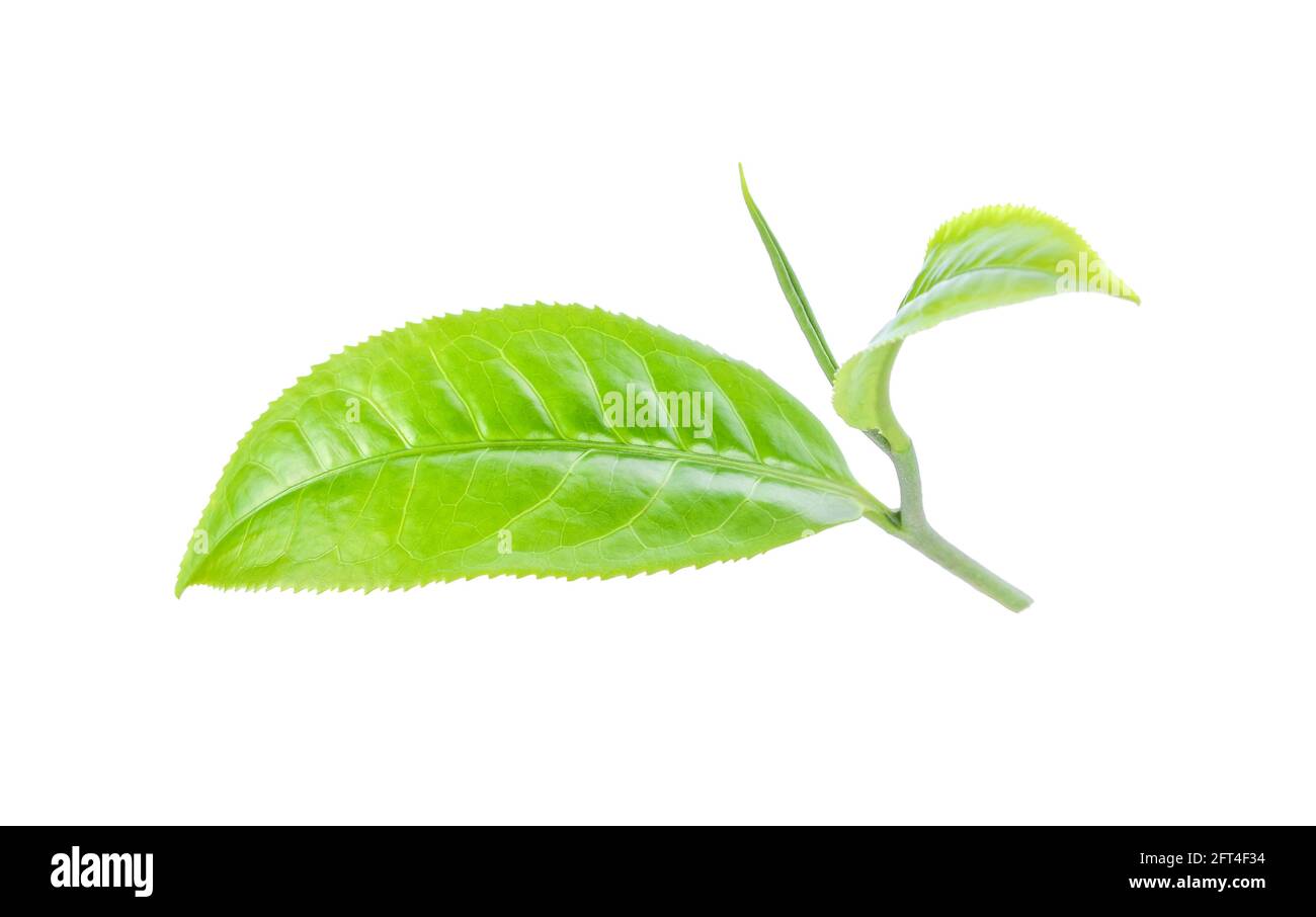 green tea leaf isolated on white background Stock Photo - Alamy