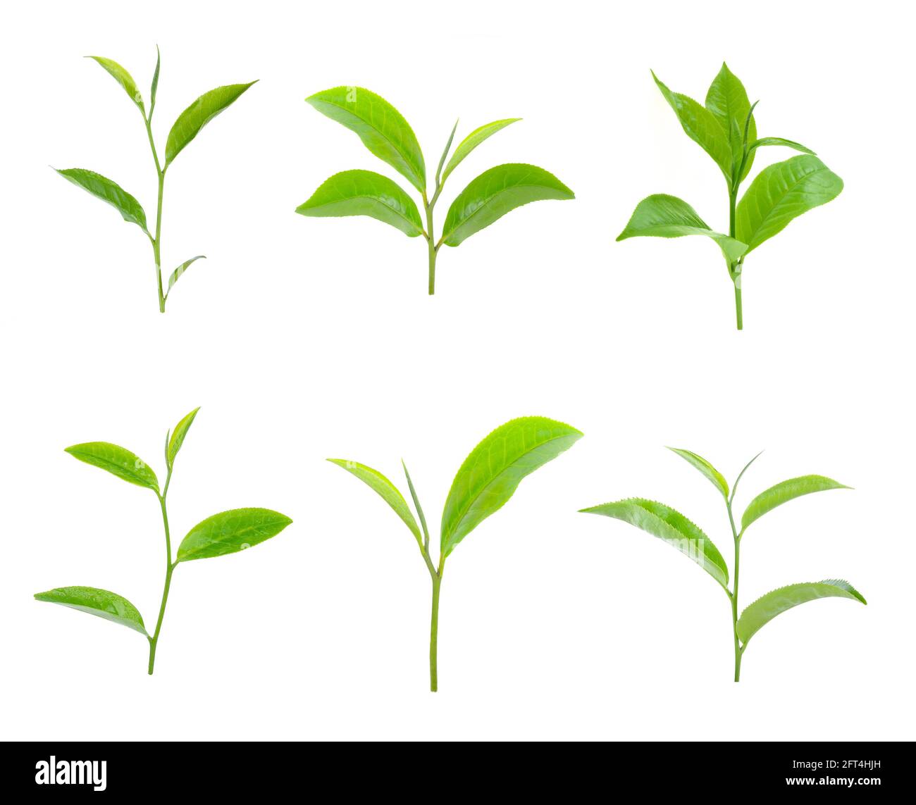 Green tea leaf collection isolated on white background Stock Photo - Alamy
