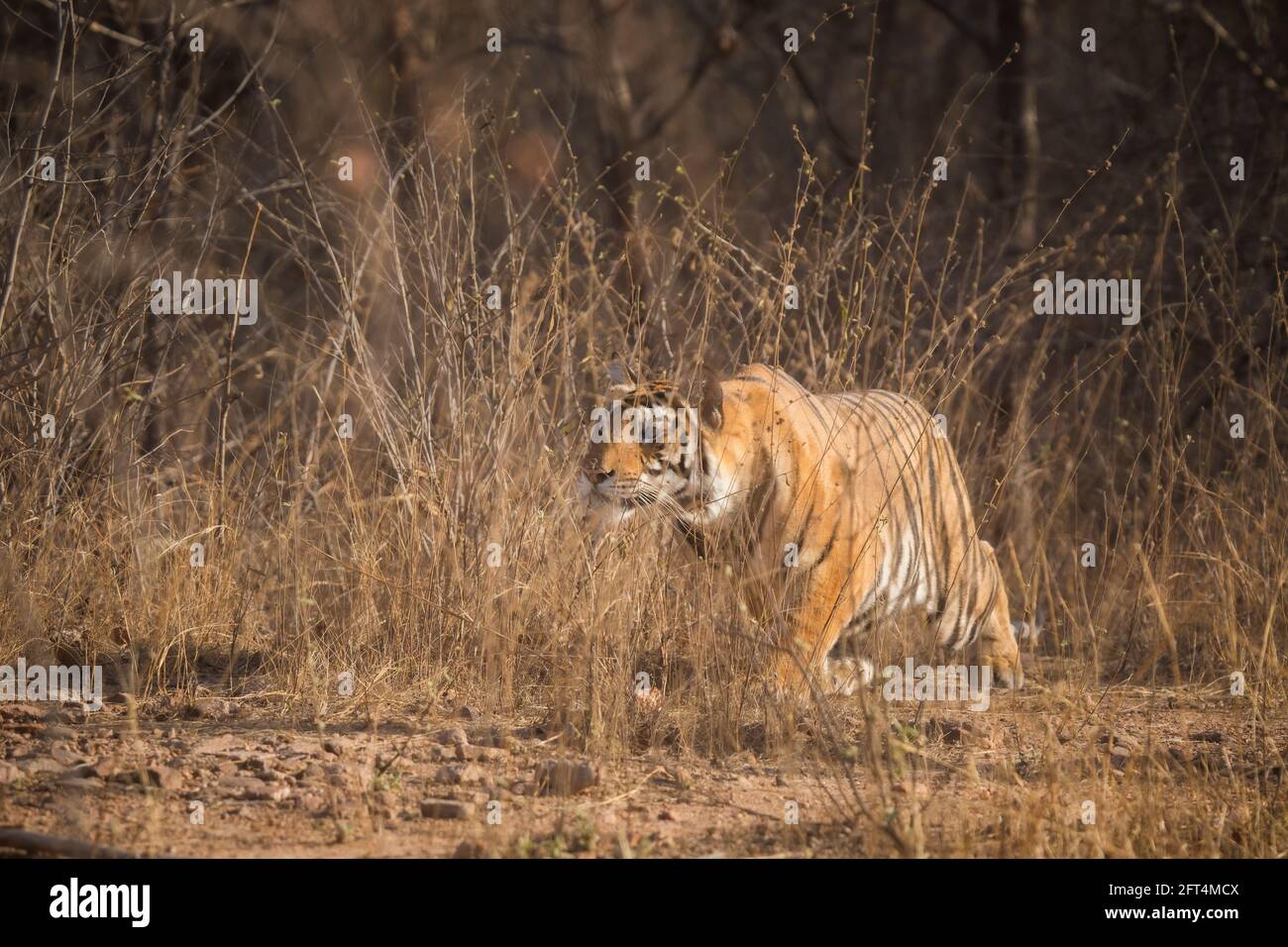 Royal Bengal Tiger, hunt, Panthera tigris, Panna Tiger Reserve, Madhya ...
