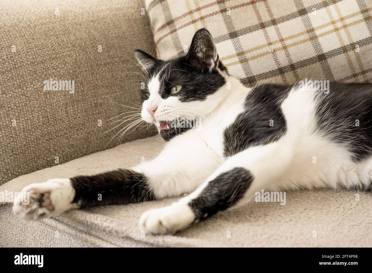 Black and white cat meow Stock Photo - Alamy
