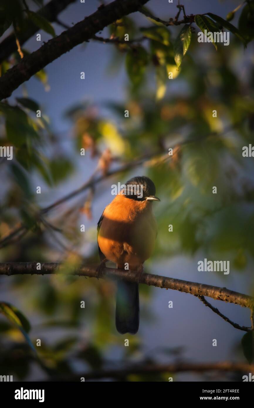 Rufous Sibia, Heterophasia capistrata, Okre, Sikkim, India Stock Photo ...