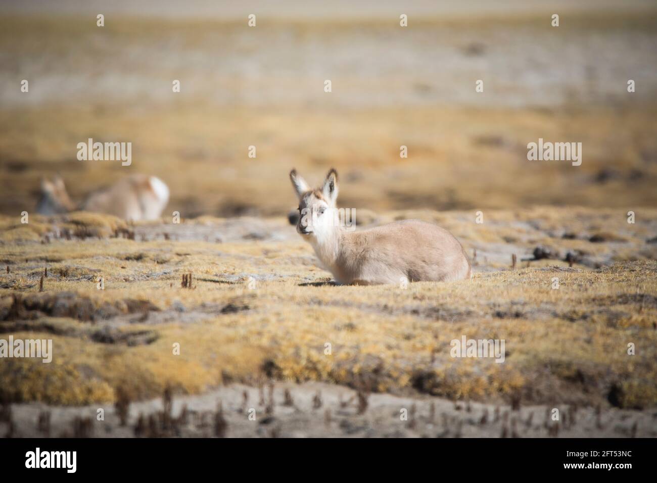 Procapra picticaudata hi-res stock photography and images - Alamy