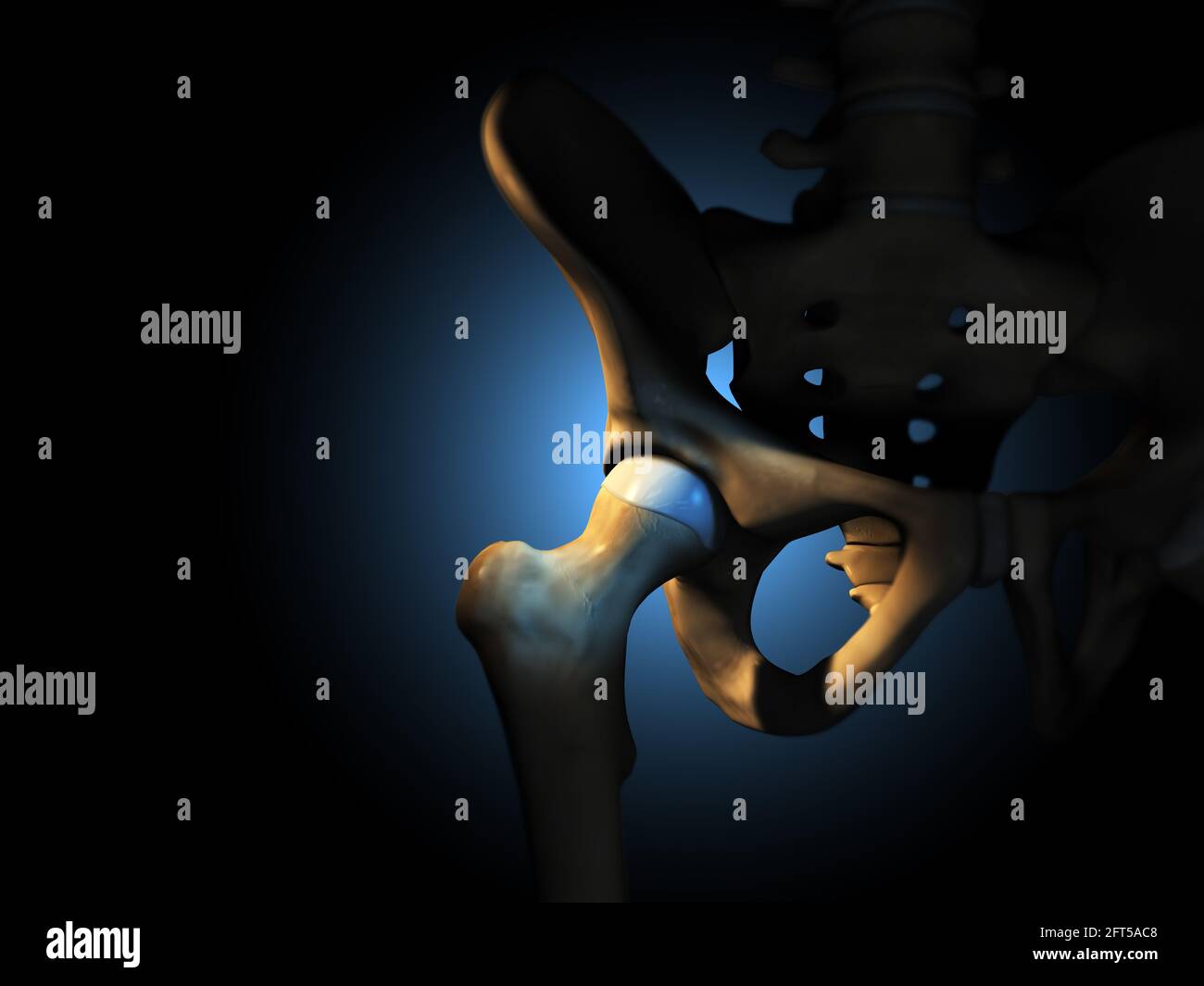 Human hip joint with hip and femur with cartilage Stock Photo - Alamy