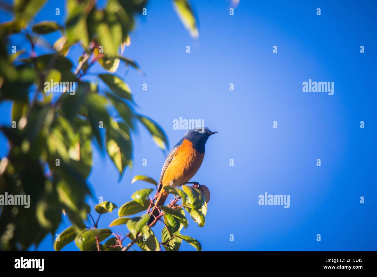 Blue-fronted Redstart, Phoenicurus frontalis, Pangolekha Wildlife ...