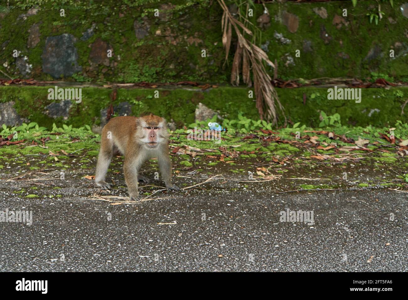 Wild monkey on the highway through the dense jungle. Wild animals in ...