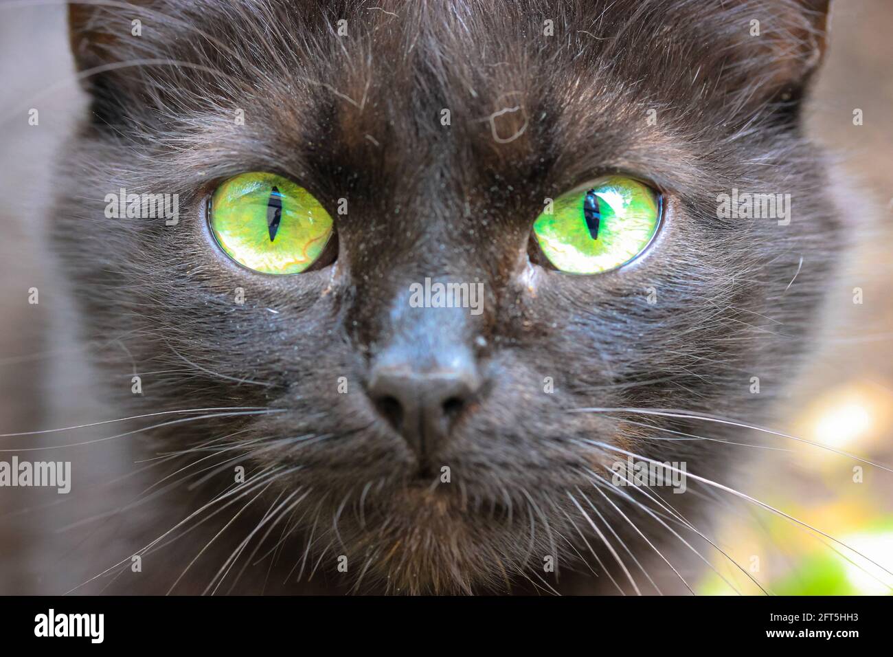 A beautiful fluffy black cat with bright green eyes, thin black pupils ...