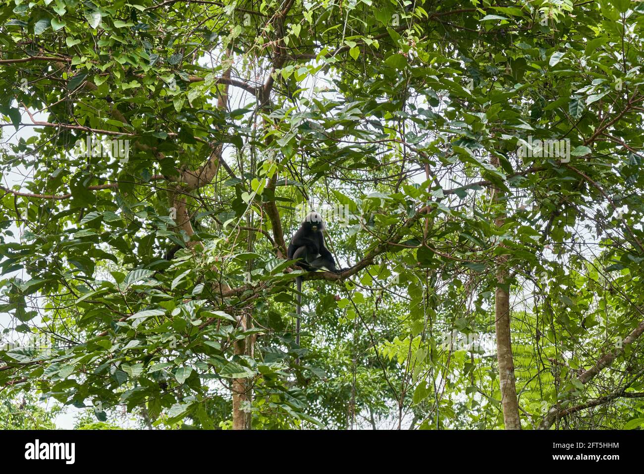 A wild monkey of the Langur breed on a tree branch in the dense jungle ...