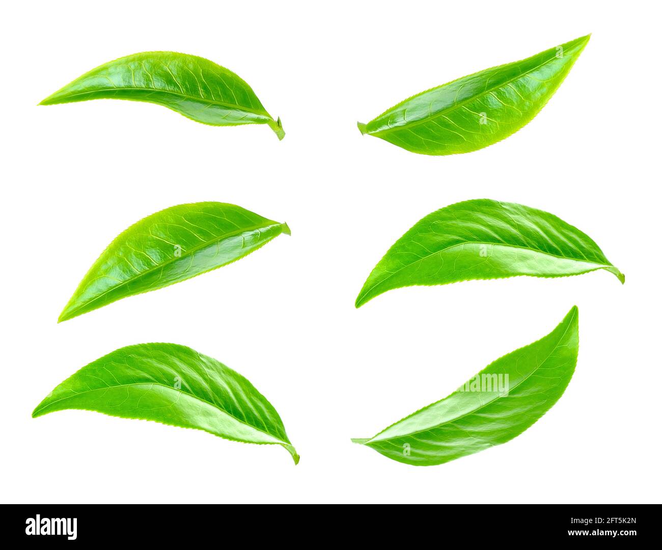 Green tea leaf collection isolated on white background Stock Photo - Alamy