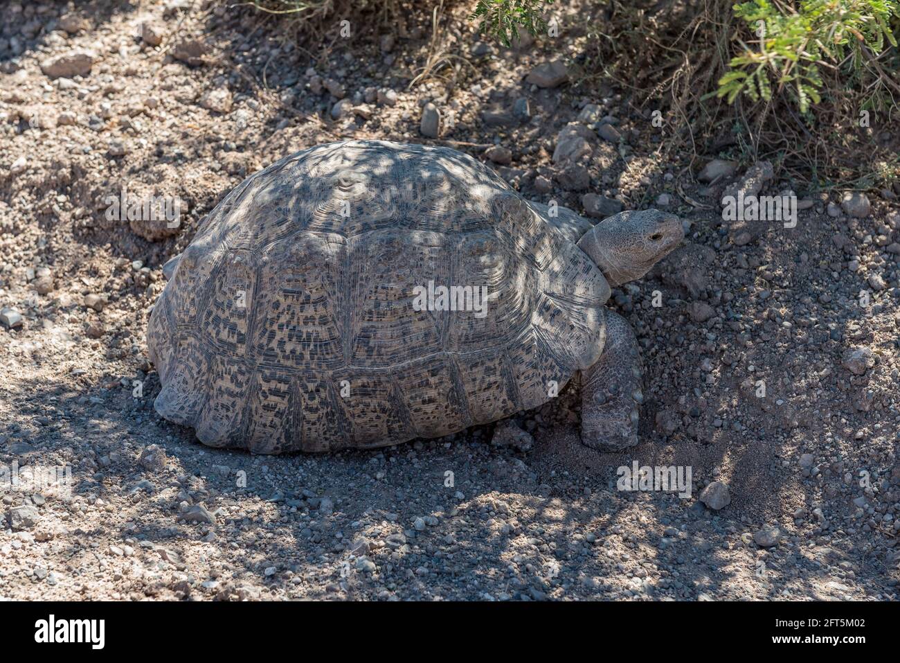 A Leopard tortoise, Stigmochelys pardalis, in shade near Beaufort West ...